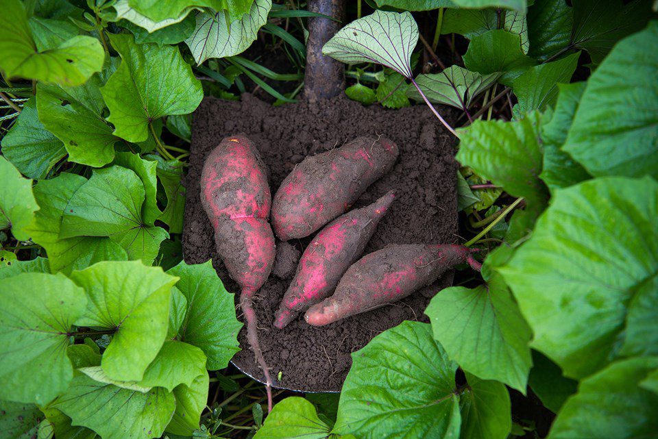 Fresh Sweet Potatoes Add Fall Flair: Chef Caters to the Stars and the ...