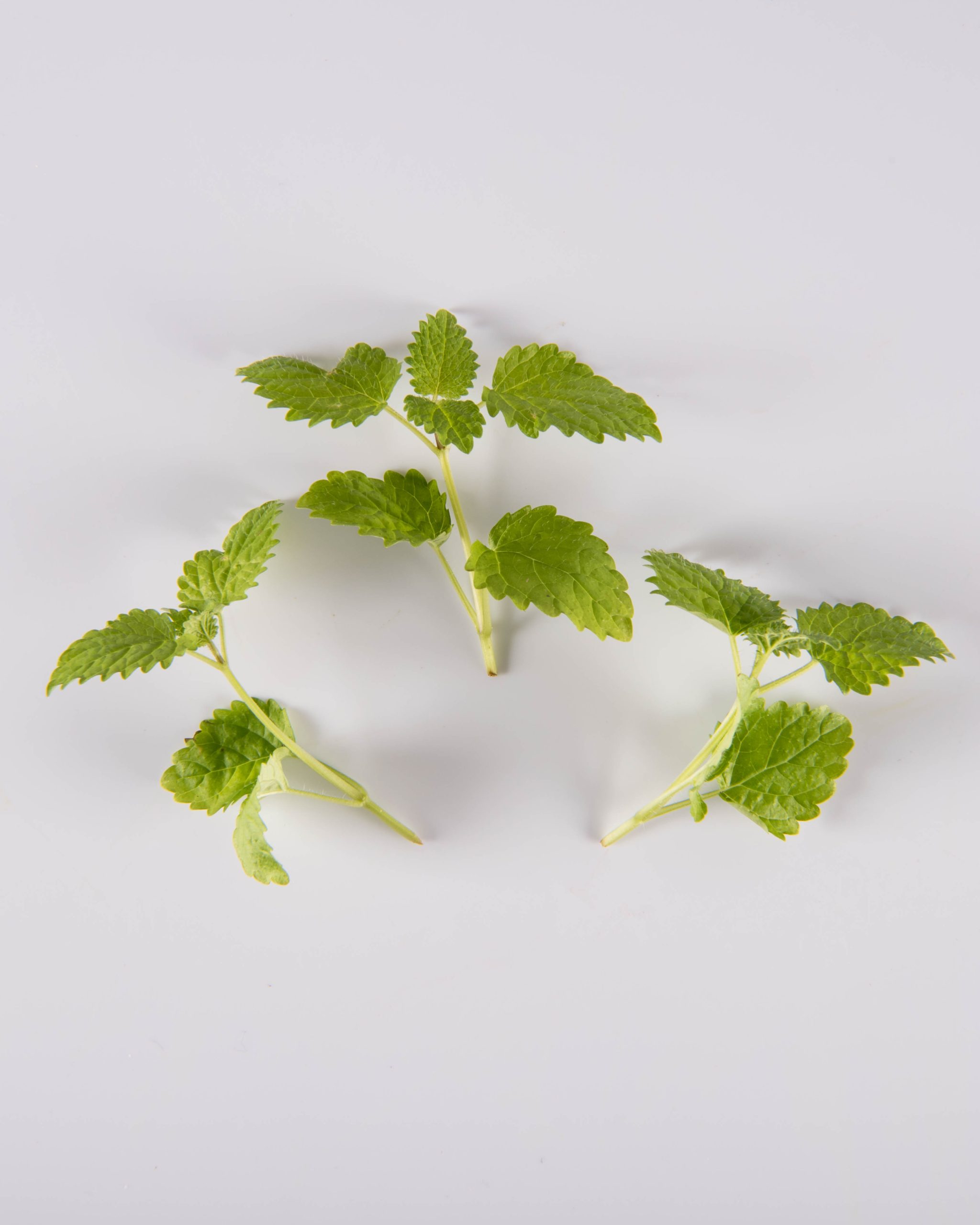 Lemon Basil | The Chef's Garden