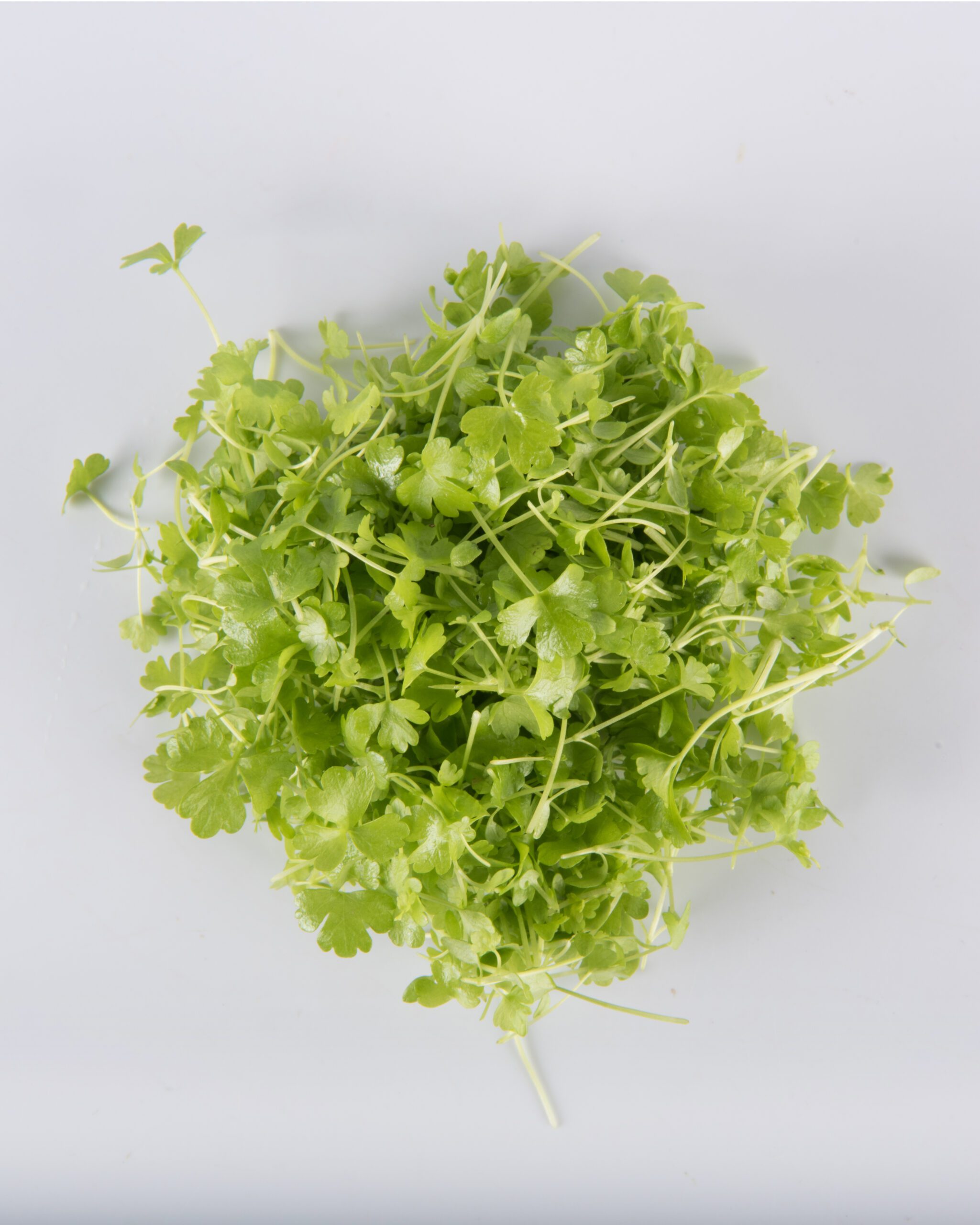 Micro Celery | The Chef's Garden