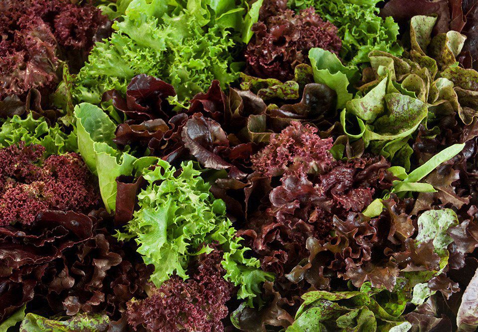 Petite Mixed Lettuce: Ideal Example of Farm to Table Vegetables | The ...