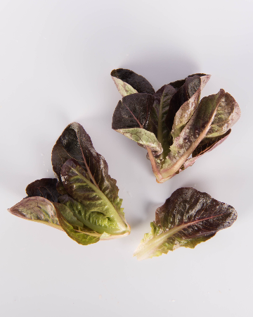 Red Rose Romaine Lettuce | The Chef's Garden