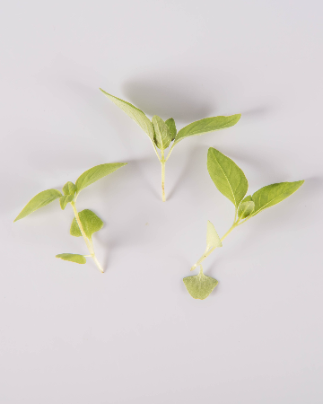 Lemon Basil | The Chef's Garden